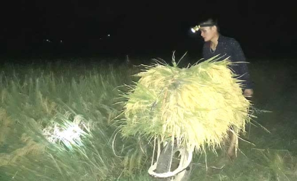 Bắc Giang: Nông dân cắt lúa ban đêm và sáng sớm tránh nắng nóng