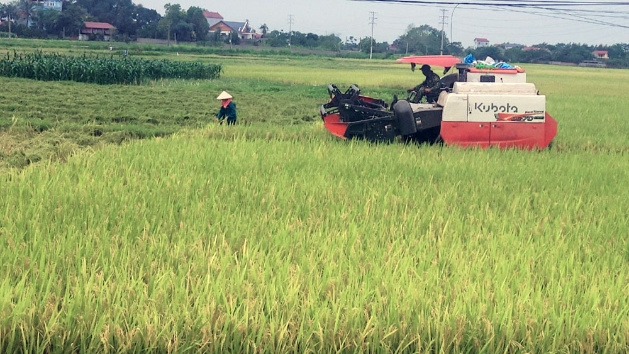 Bắc Giang: Năng suất lúa xuân ước đạt hơn 60 tạ/ha