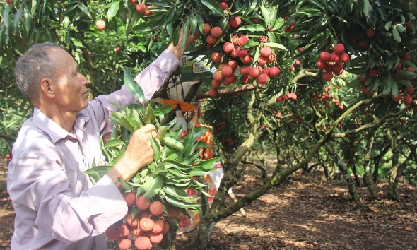 Lychee prices hit record high at season end