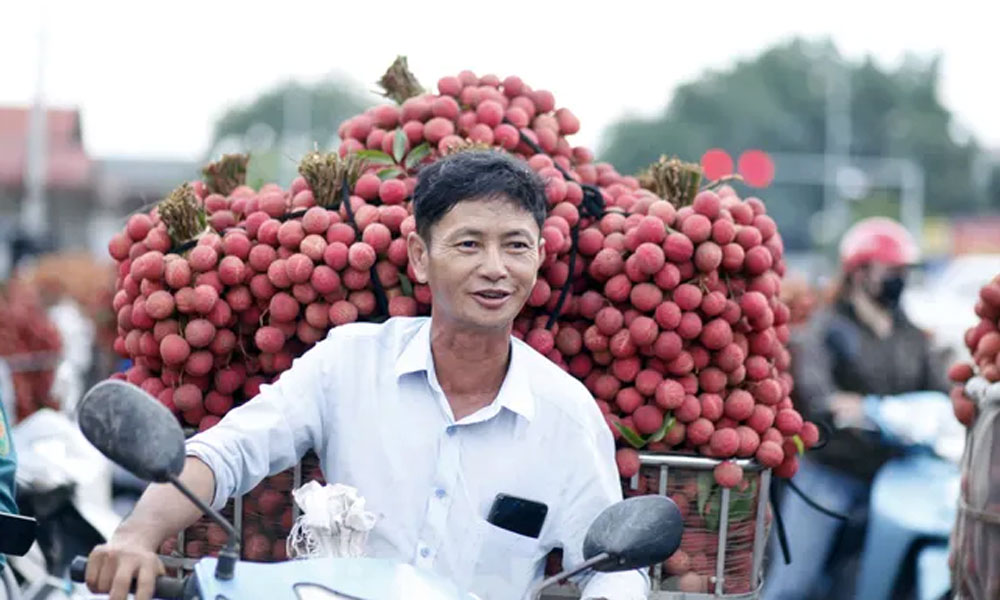 Record lychee prices boost sales