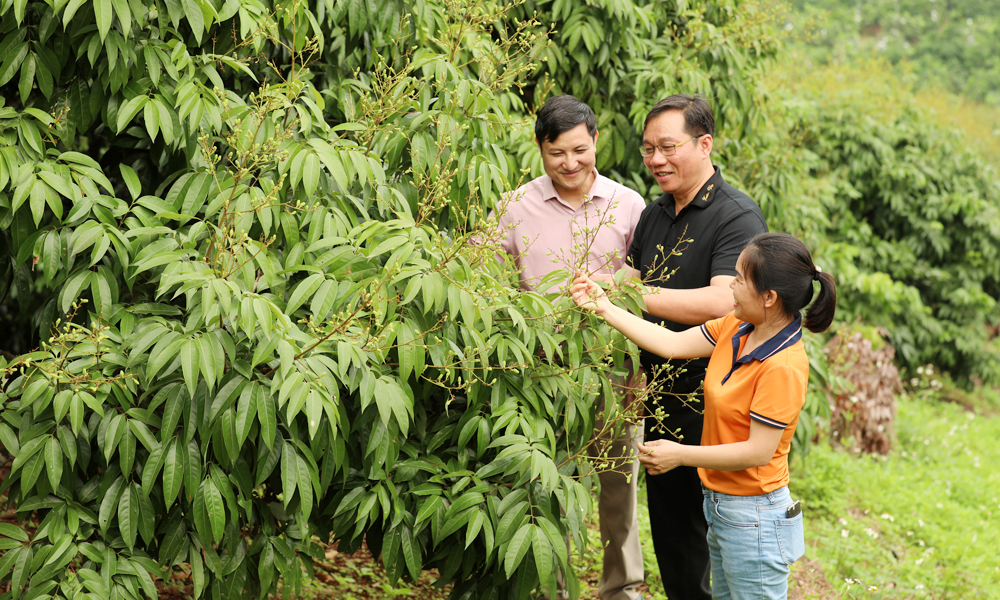 Tan Yen boosts linkage and expands lychee export