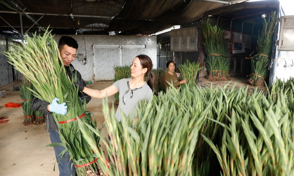 Bắc Ninh: Người trồng hoa lay ơn thu lãi cao